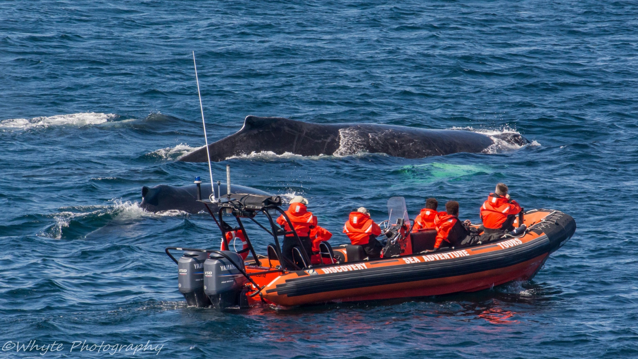 Bonavista Whale Tours - Public & Private | Discovery Sea Adventure Tours